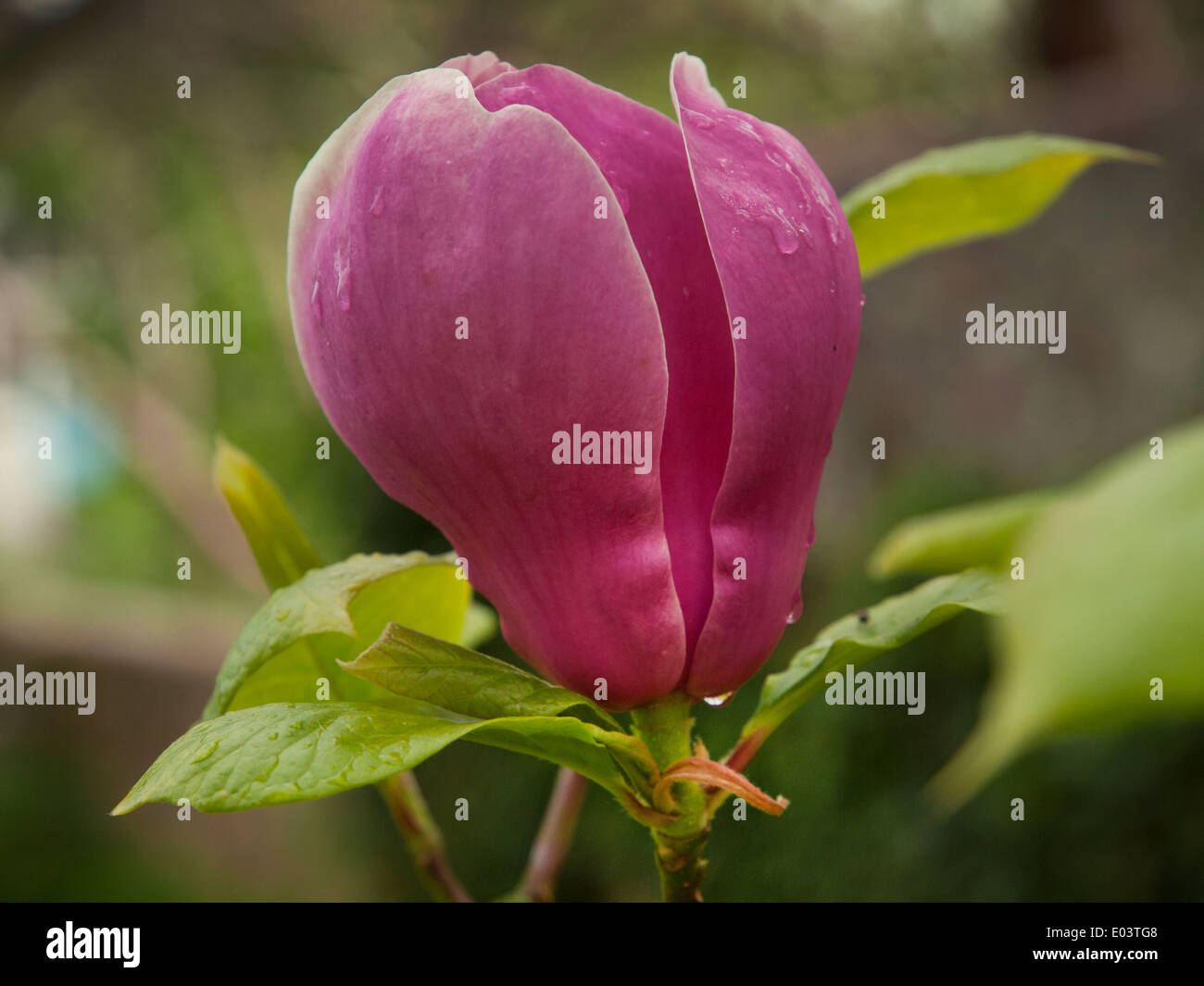 The flower of a Magnolia in an English garden in Spring Stock Photo - Alamy