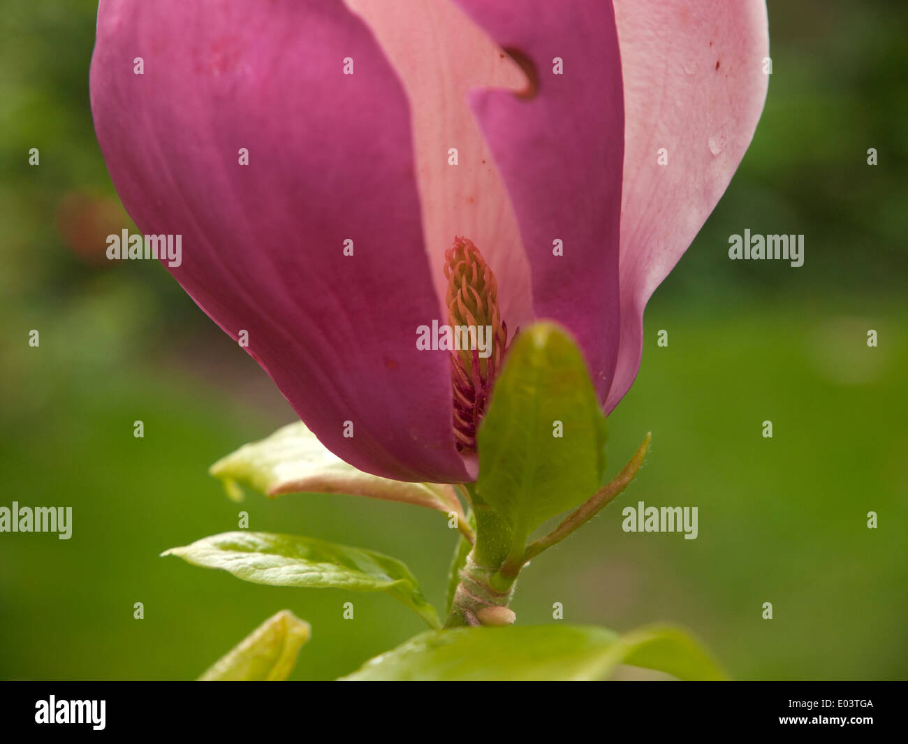 The flower of a Magnolia in an English garden in Spring Stock Photo - Alamy