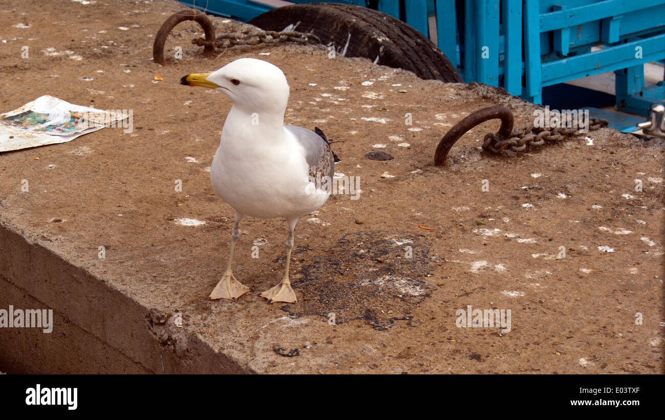 seagull close up image in karakoy location Stock Photo - Alamy