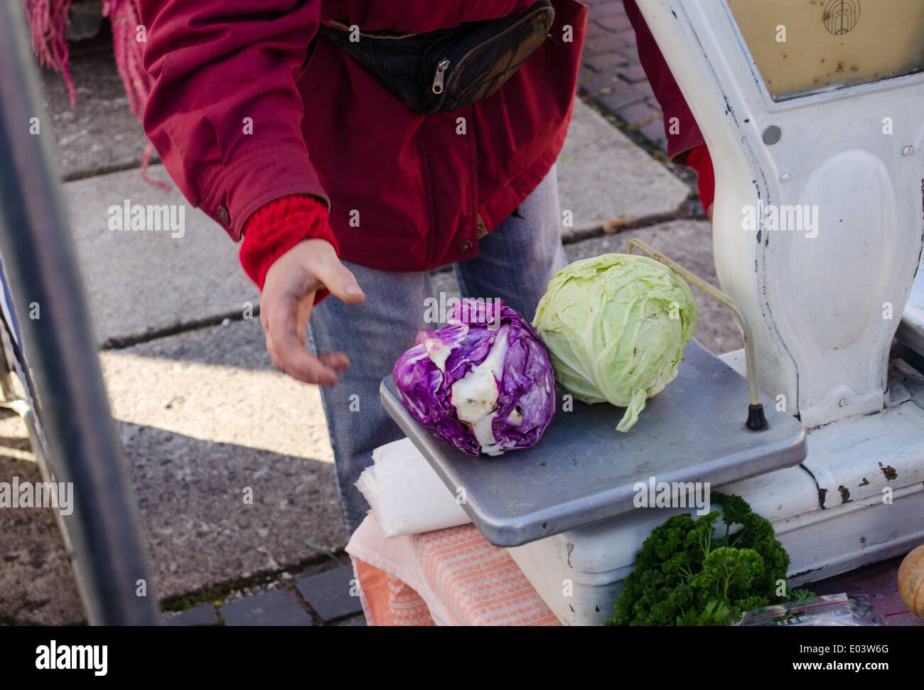 green and purple cabbage lie on the old rural metal scales Stock Photo ...
