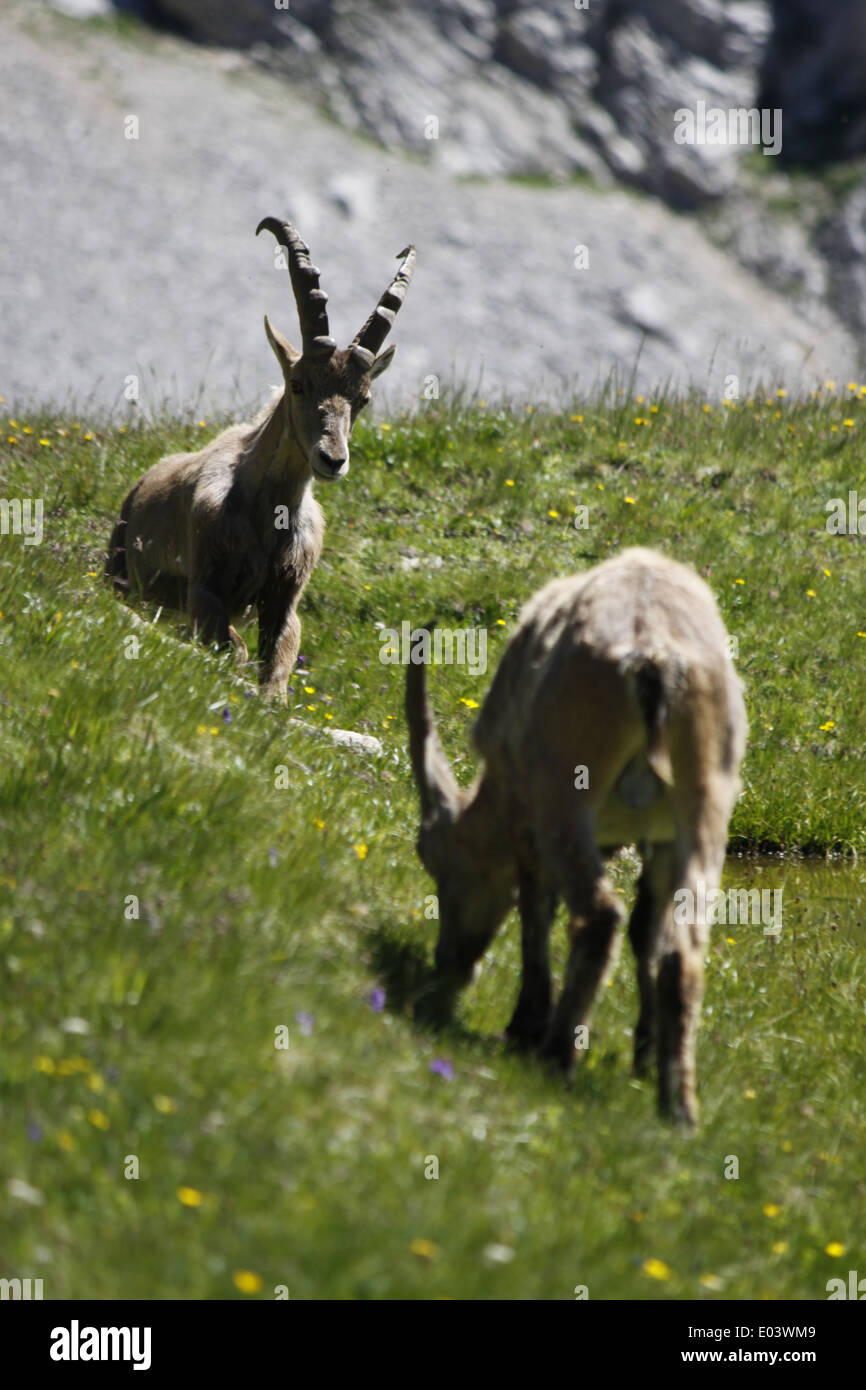 Ibex in Alps, Haute-Savoie, Rhône-Alpes, France Stock Photo - Alamy
