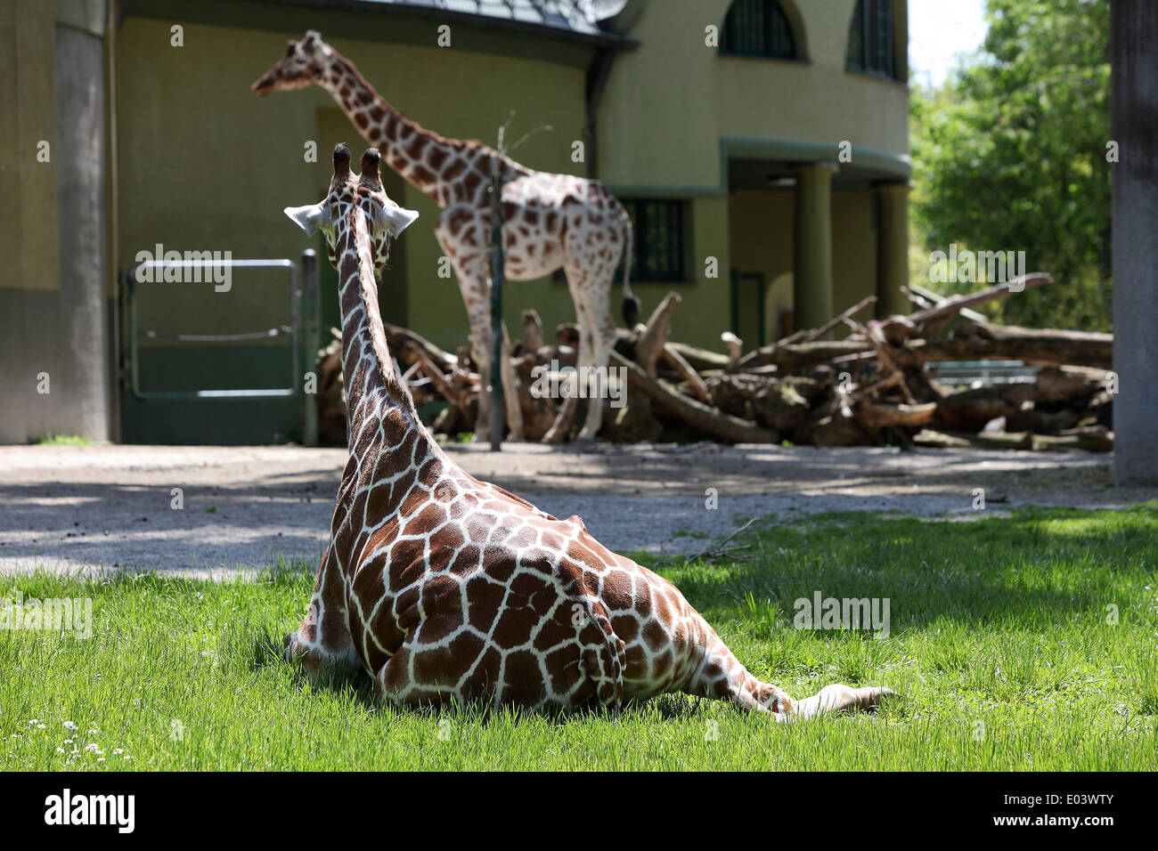 Two giraffes in a zoo Stock Photo - Alamy