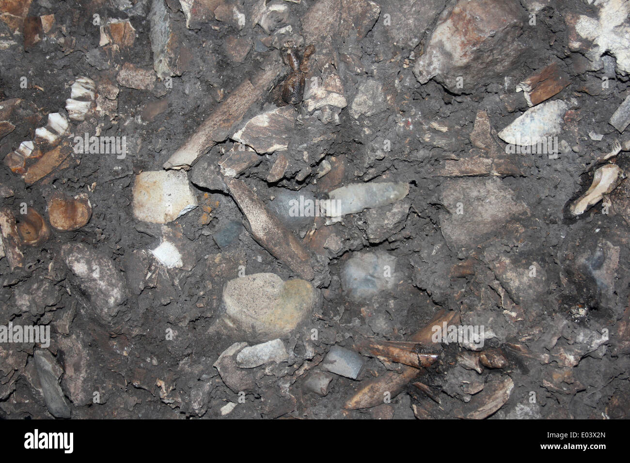 Cave Floor With Fossils, France Stock Photo - Alamy
