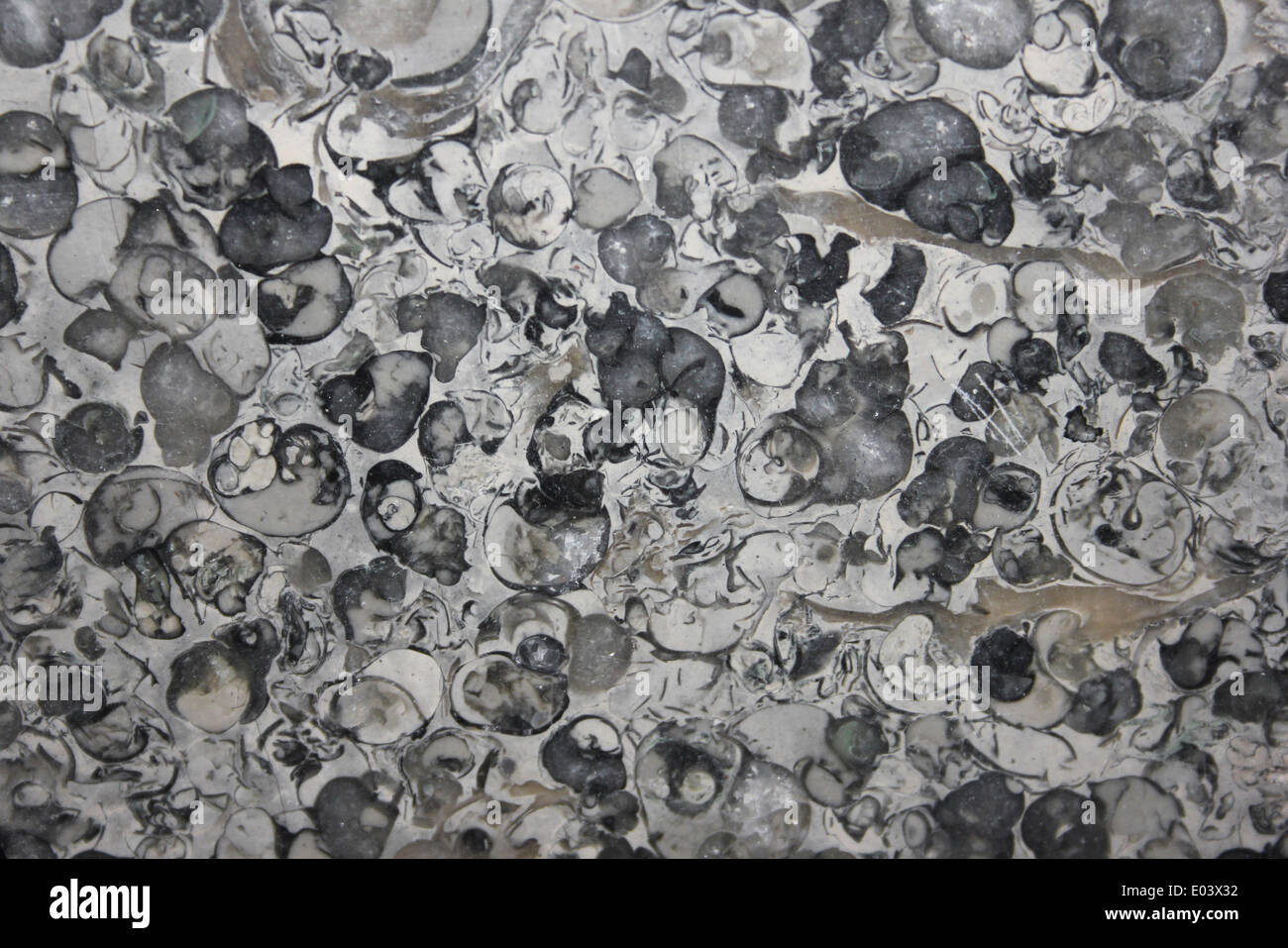 Section Through Purbeck Limestone Showing The Fossilized Remains Of ...