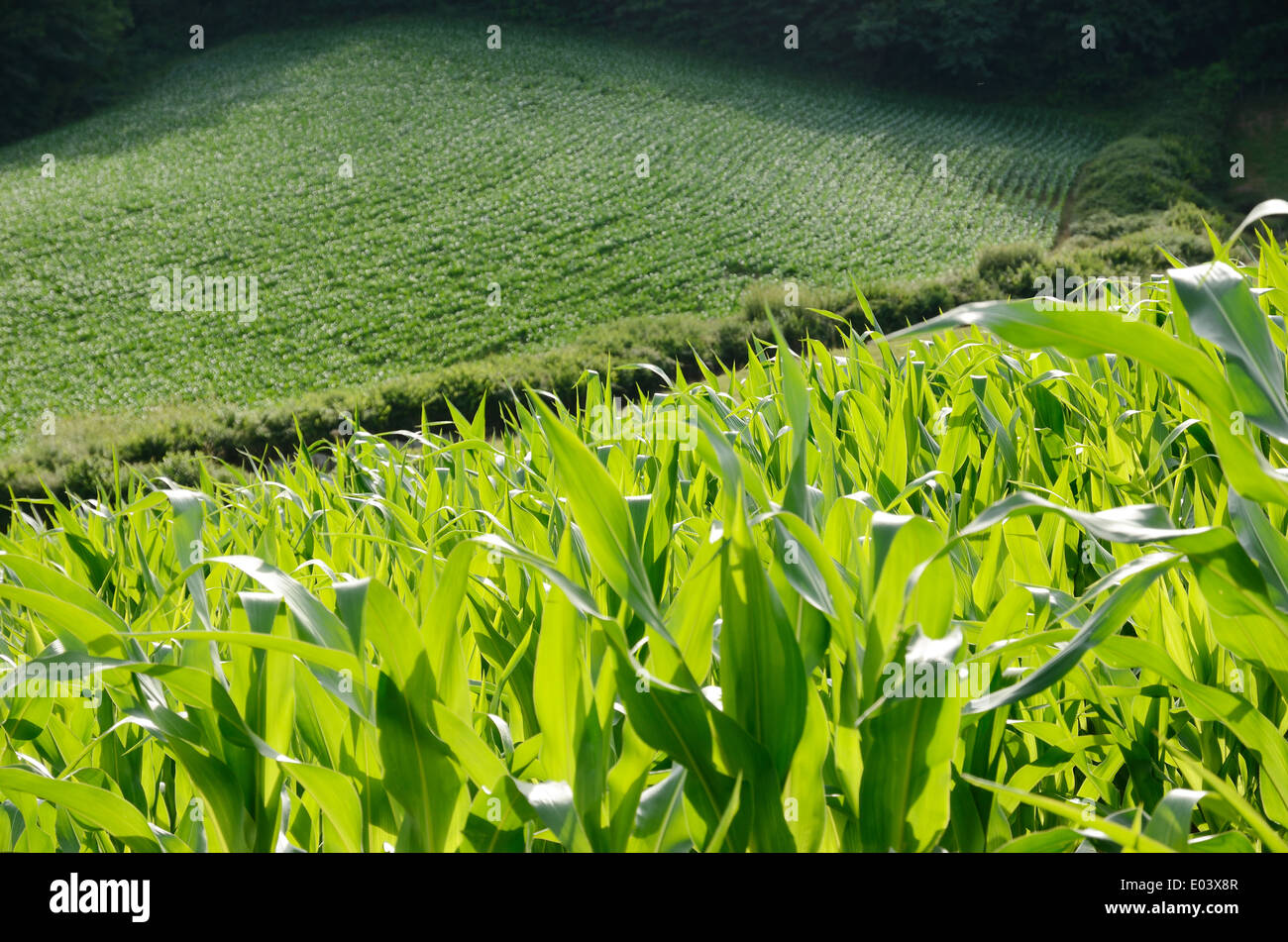 Green fields corn plants hi-res stock photography and images - Alamy