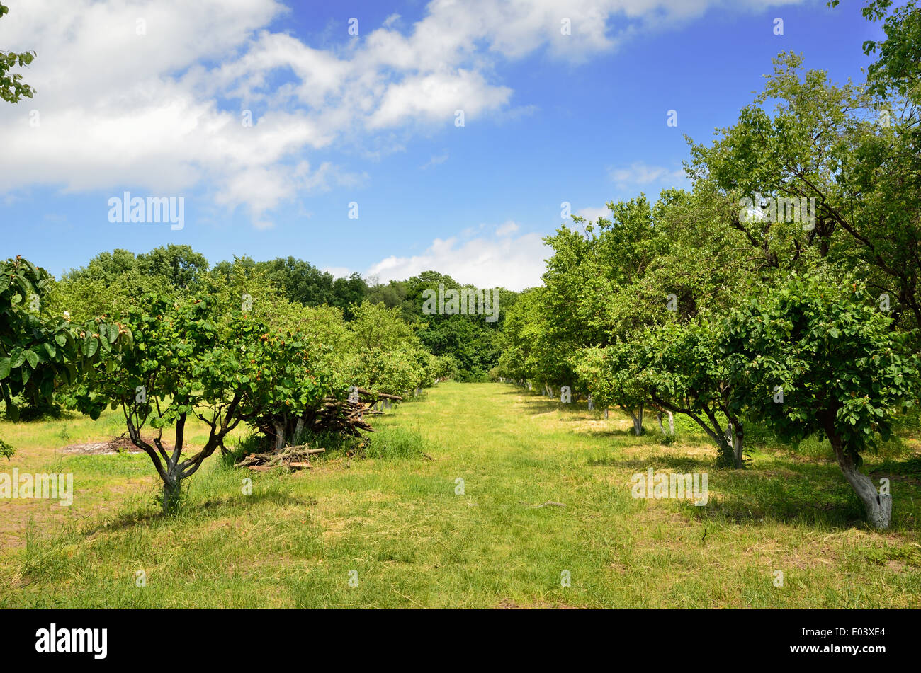 Orchard rows fruit trees hi-res stock photography and images - Alamy