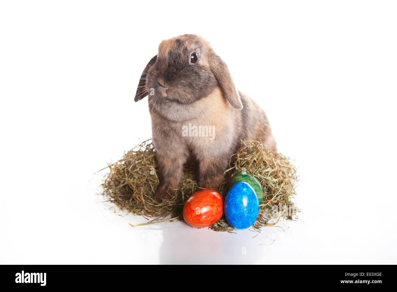Hay bunny hi-res stock photography and images - Alamy