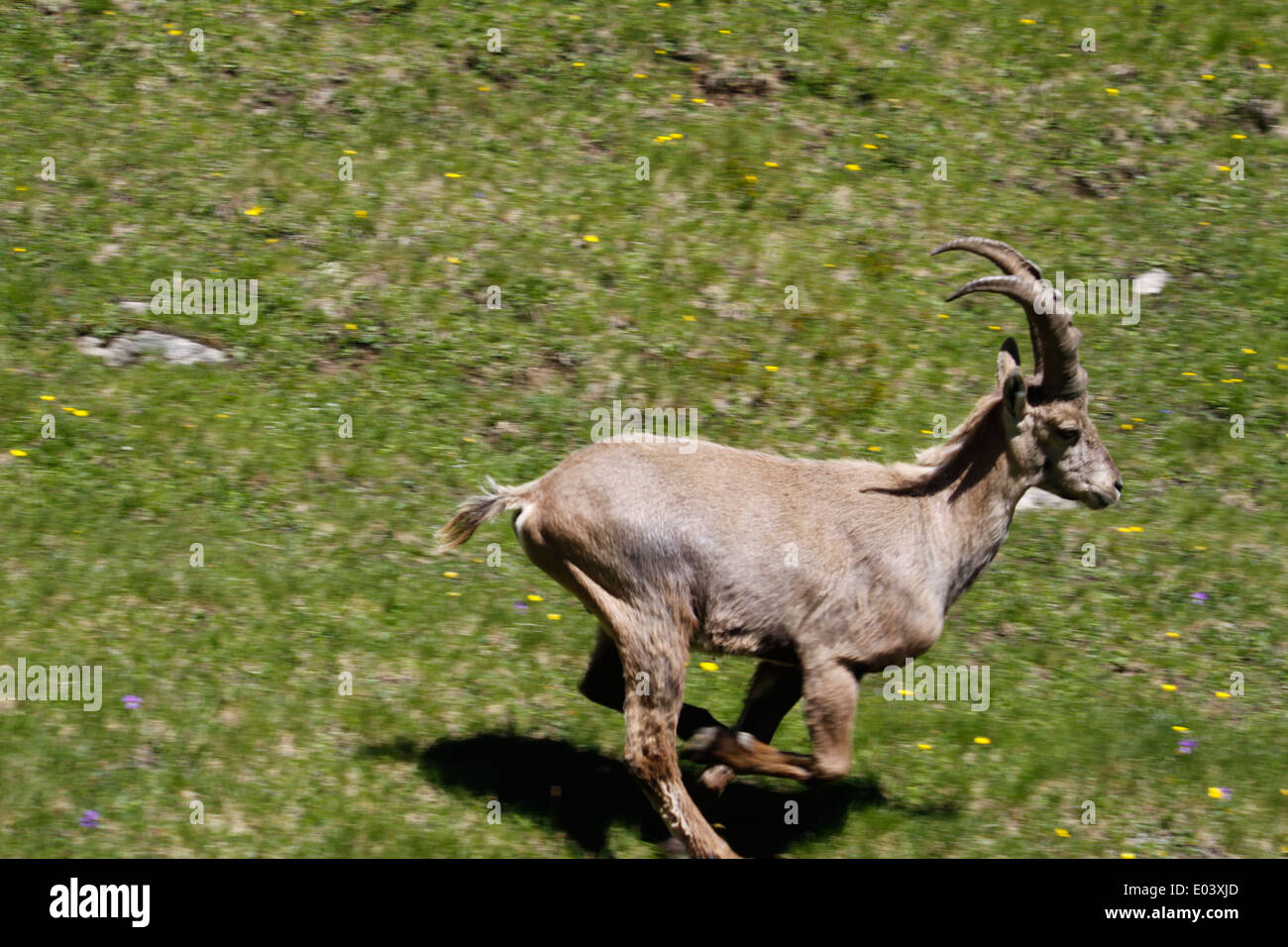 Ibex in Alps, Haute-Savoie, Rhône-Alpes, France Stock Photo - Alamy