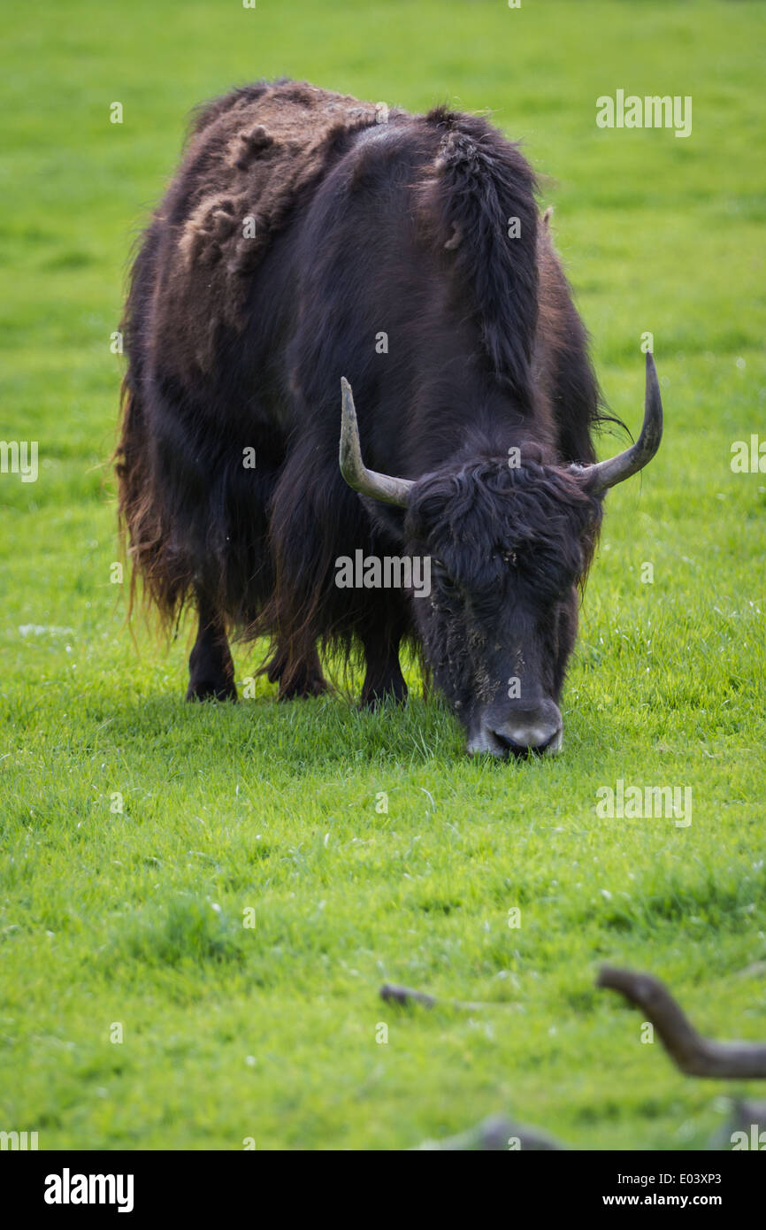 Yak horns hi-res stock photography and images - Alamy