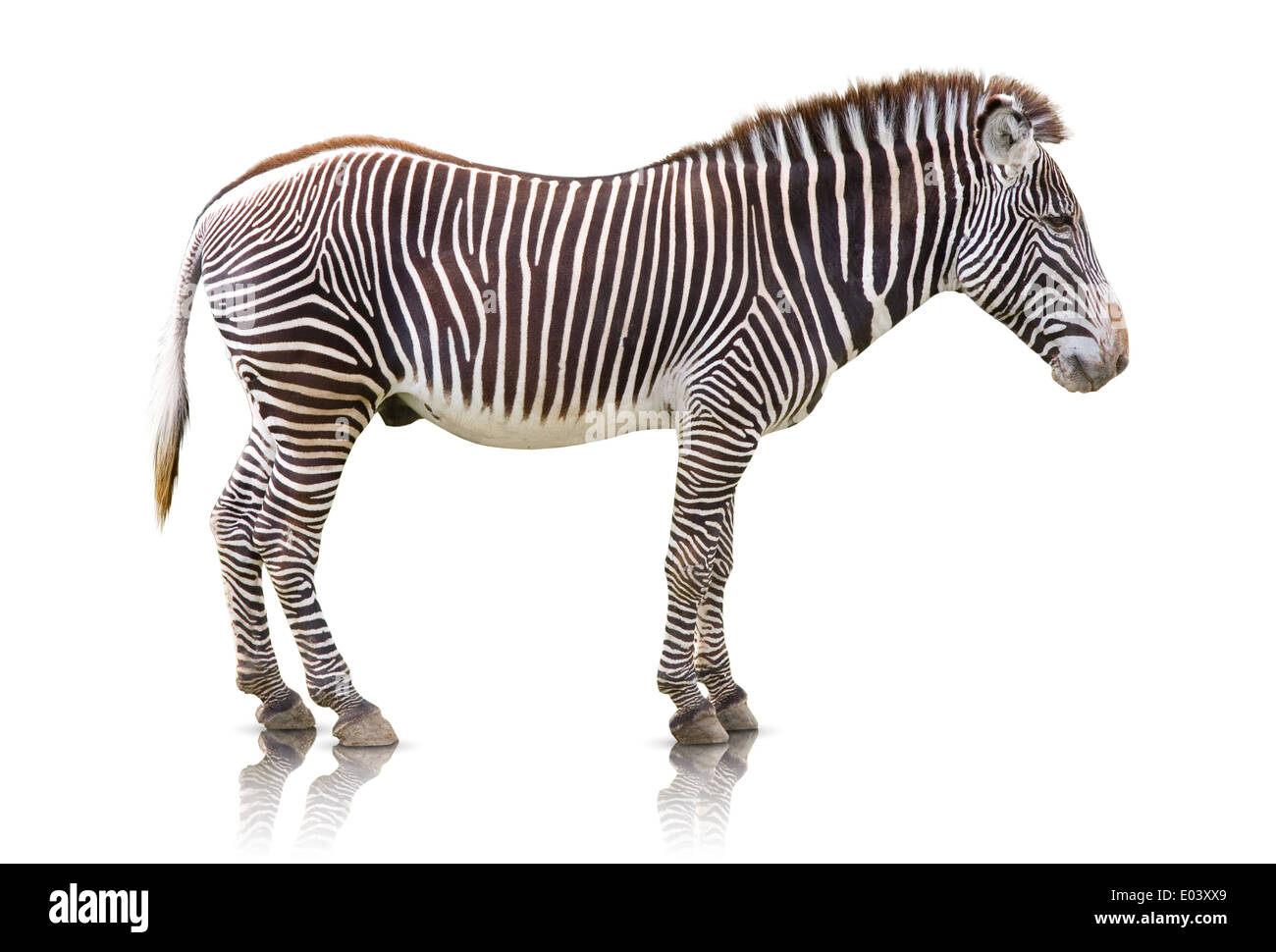 Zebra Side View