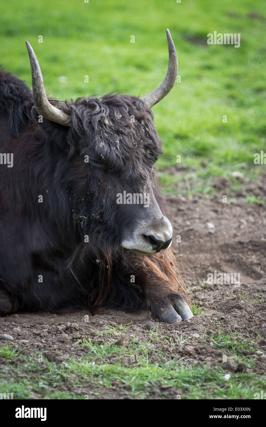 Closeup yak hi-res stock photography and images - Alamy