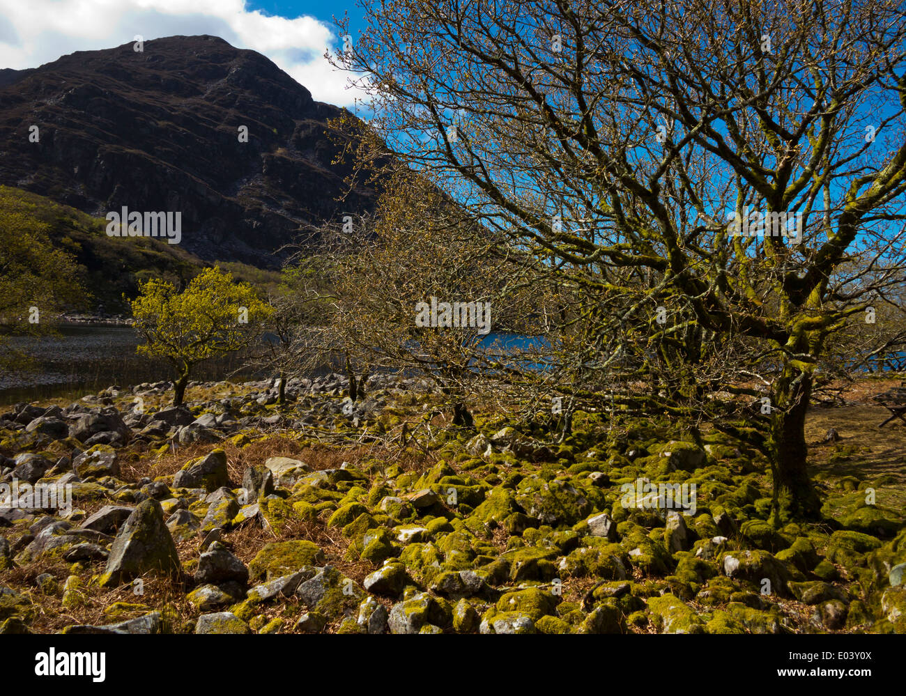 Carreg y Saeth Isaf in Snowdonia North Wales an SSSI area of wild and ...