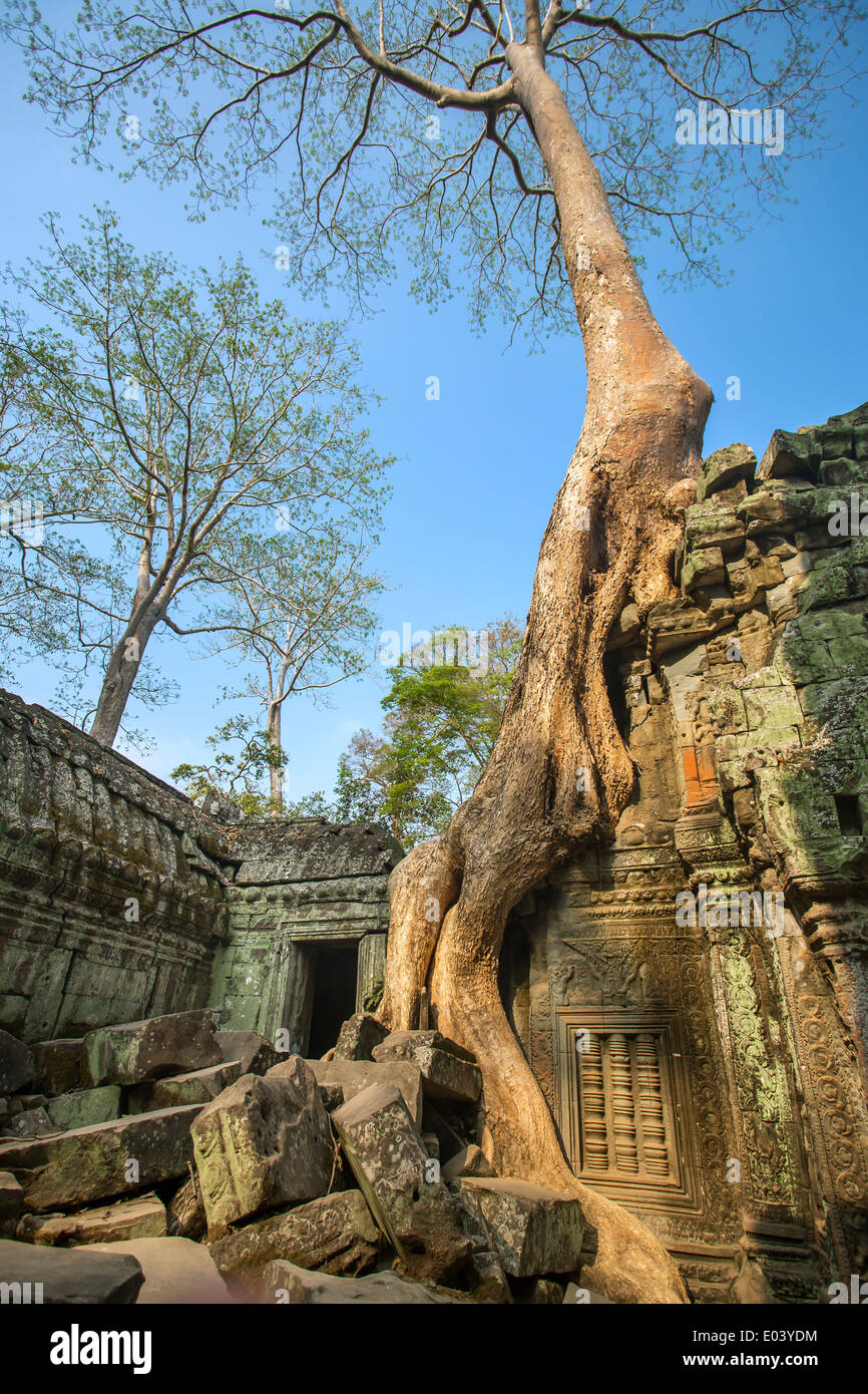 Giant tree covering stones of the ancient Ta Prohm temple at Angkor Wat ...