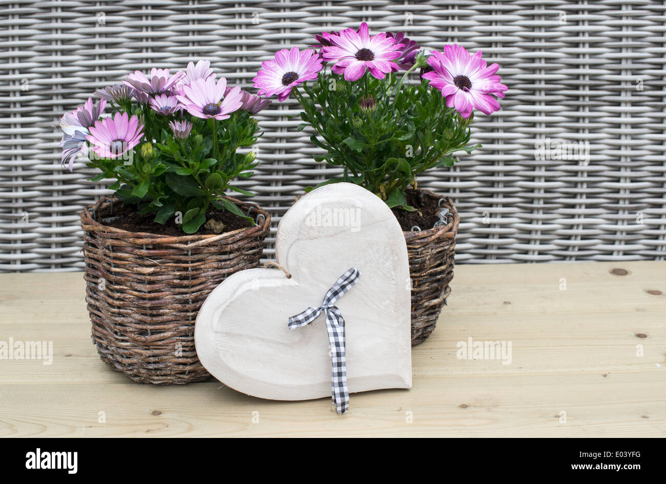 Daisy on pot hi-res stock photography and images - Alamy