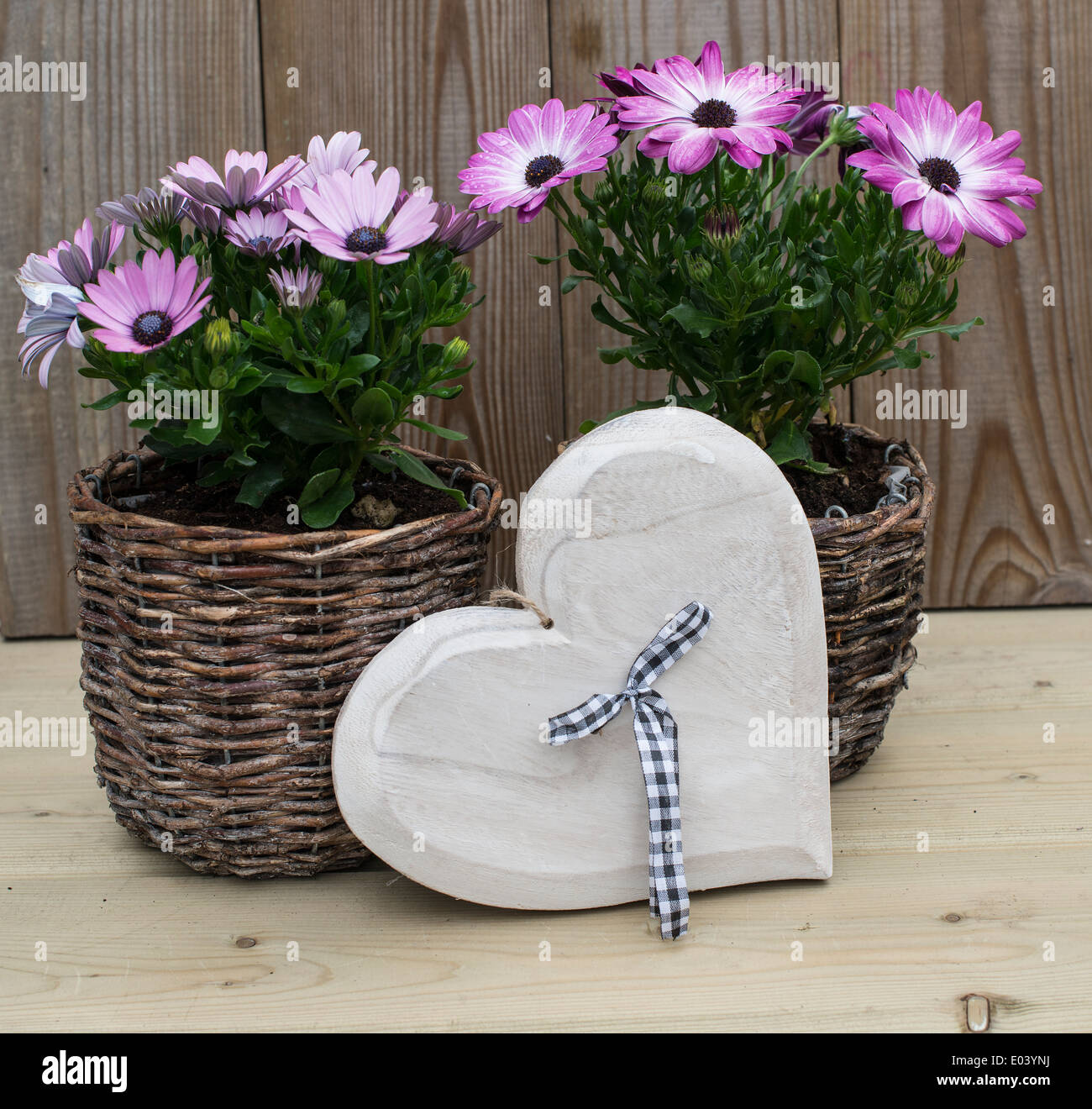 Daisy pot hi-res stock photography and images - Alamy