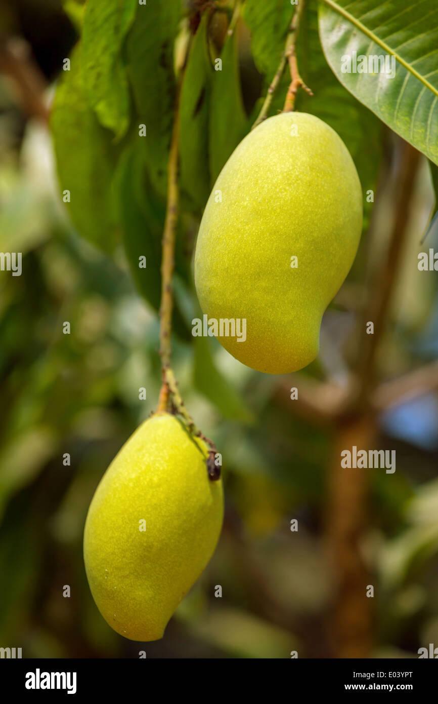 Ripe mango tree hi-res stock photography and images - Alamy