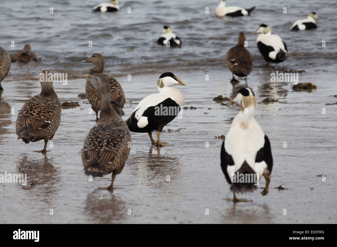 Waddling hi-res stock photography and images - Alamy