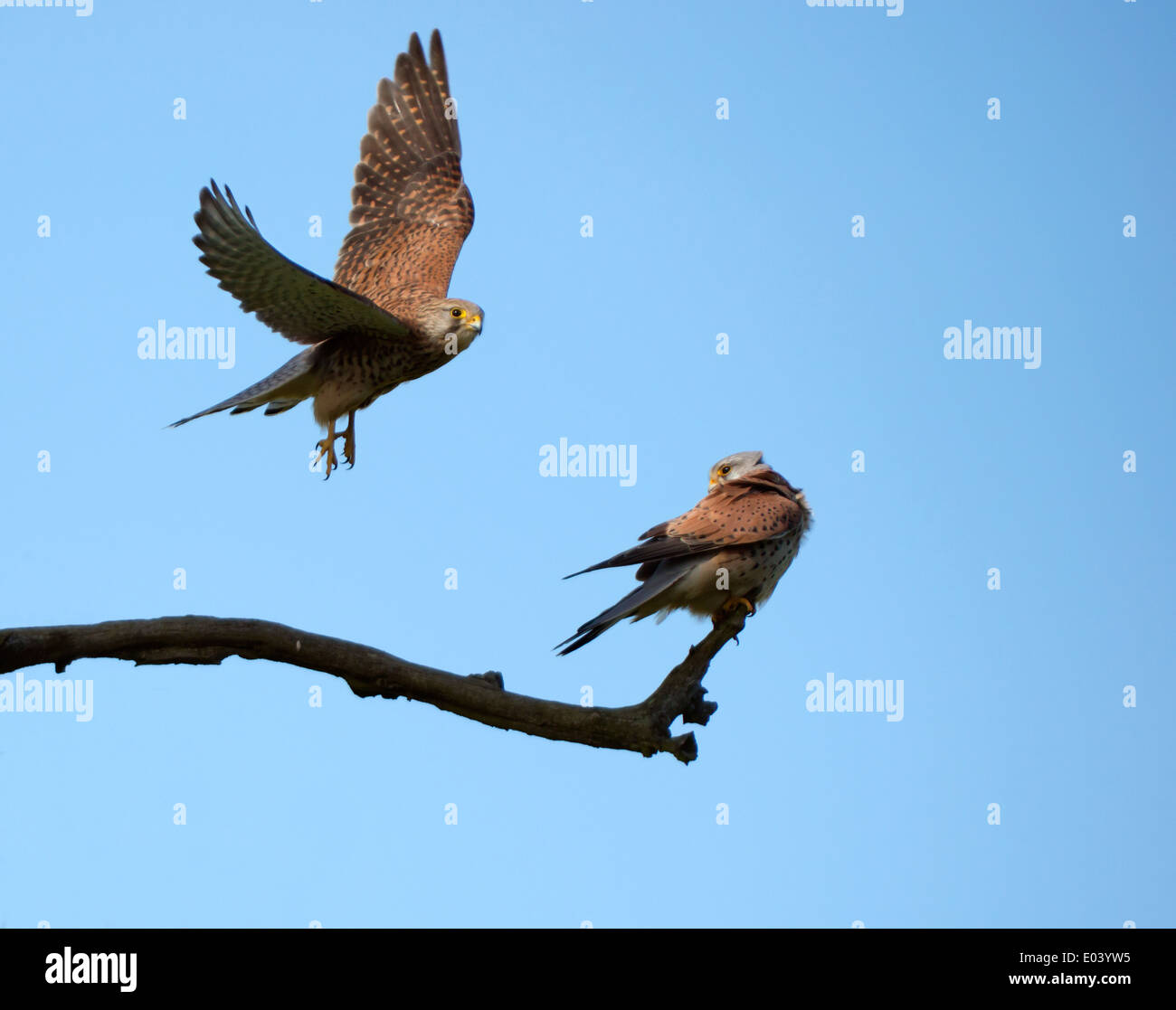 Male and female kestrel hi-res stock photography and images - Alamy