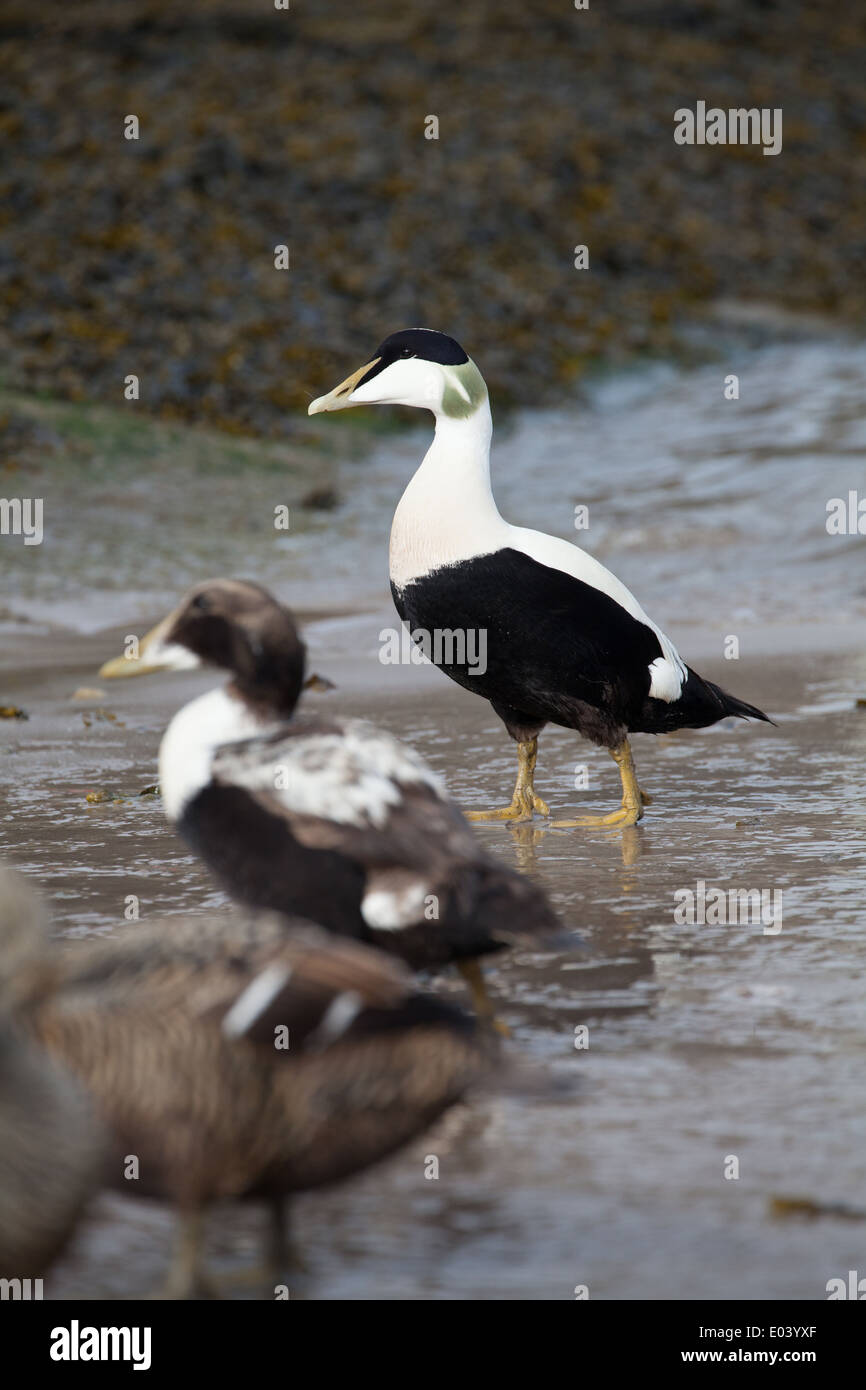 somateria mollissima common eider male duck seahouses harbour ...