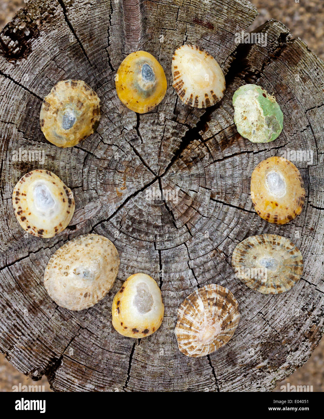 Close up view of a circle on sea shells on a round tree trunk showing ...