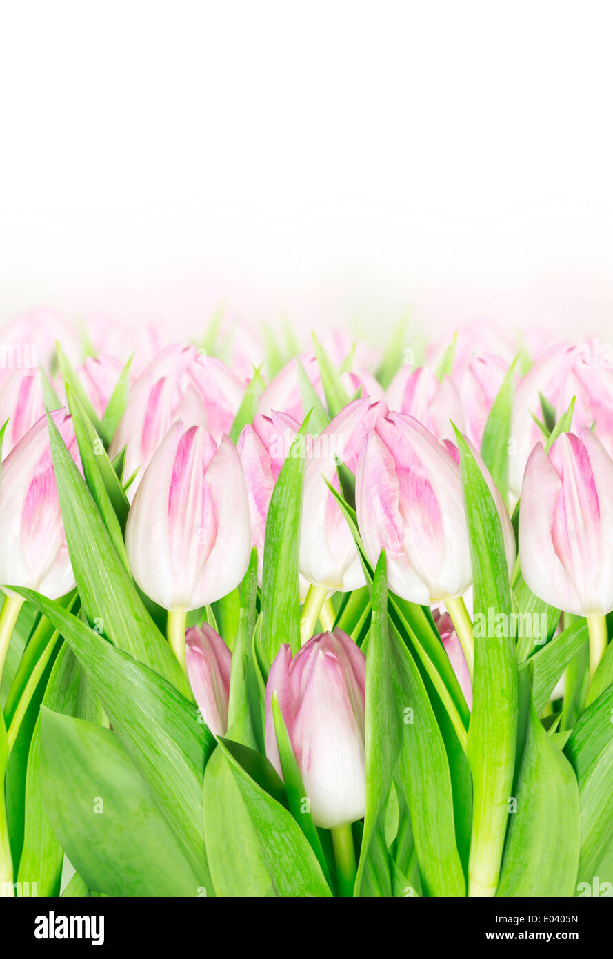 blooming pink tulips spring isolated Stock Photo - Alamy