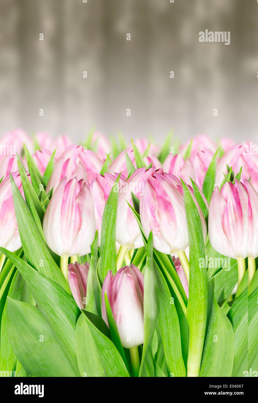 Pink tulips plant in garden on gray wall Stock Photo - Alamy