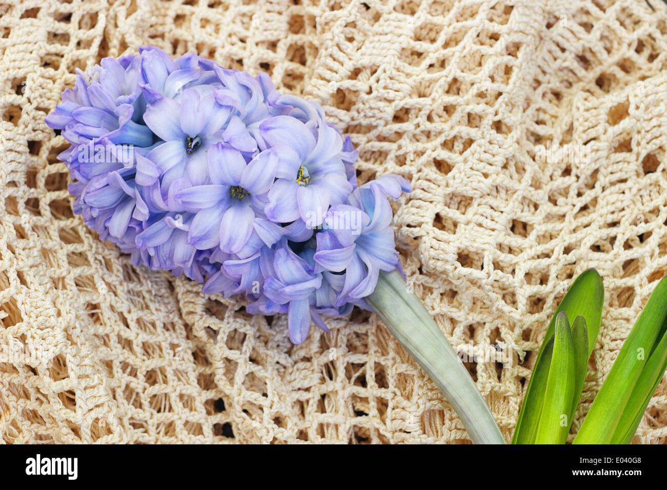 Blue hyacinth on a vintage decorative knitted fabric Stock Photo - Alamy