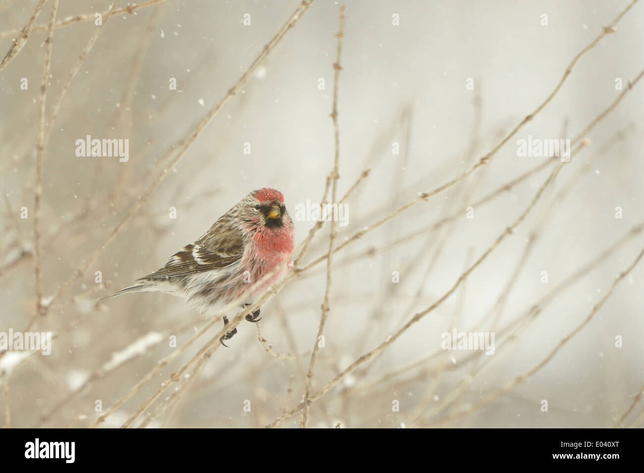 Redpoll bird hi-res stock photography and images - Alamy