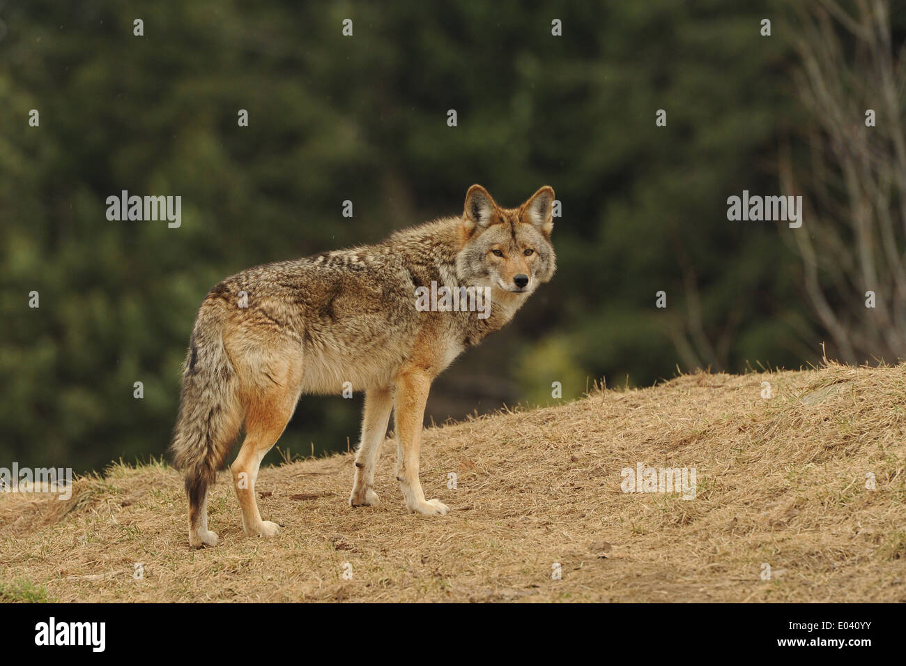 Coyote canada hi-res stock photography and images - Alamy