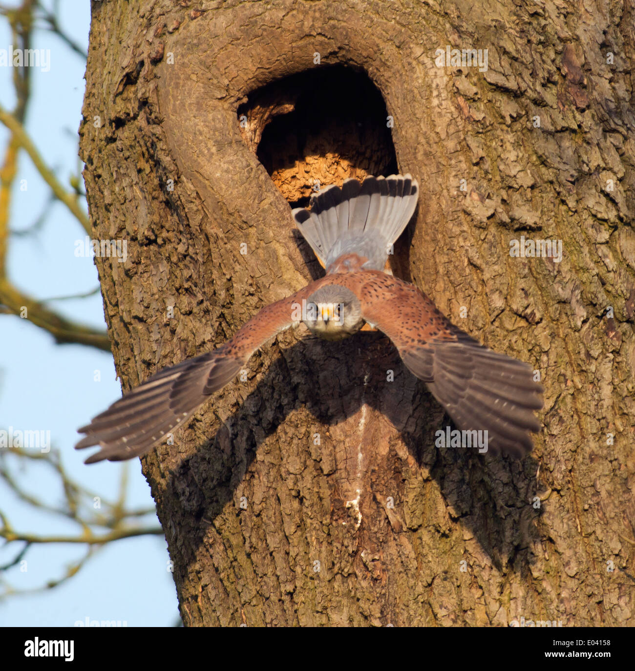 Wild male Kestrel, Falco tinnunculus taking off from nest Stock Photo ...