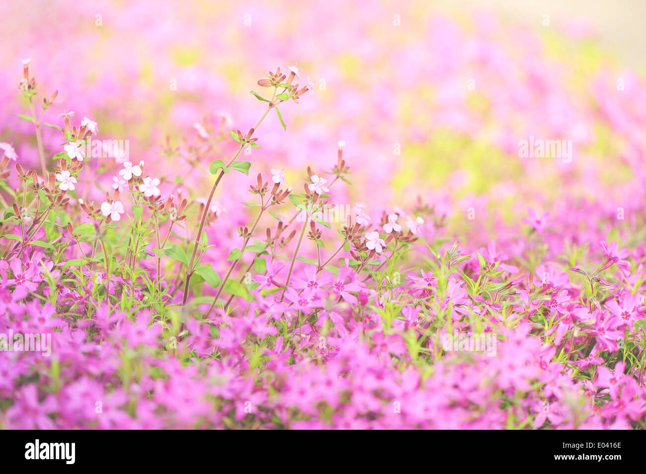 Field of Spring Flowers Stock Photo - Alamy