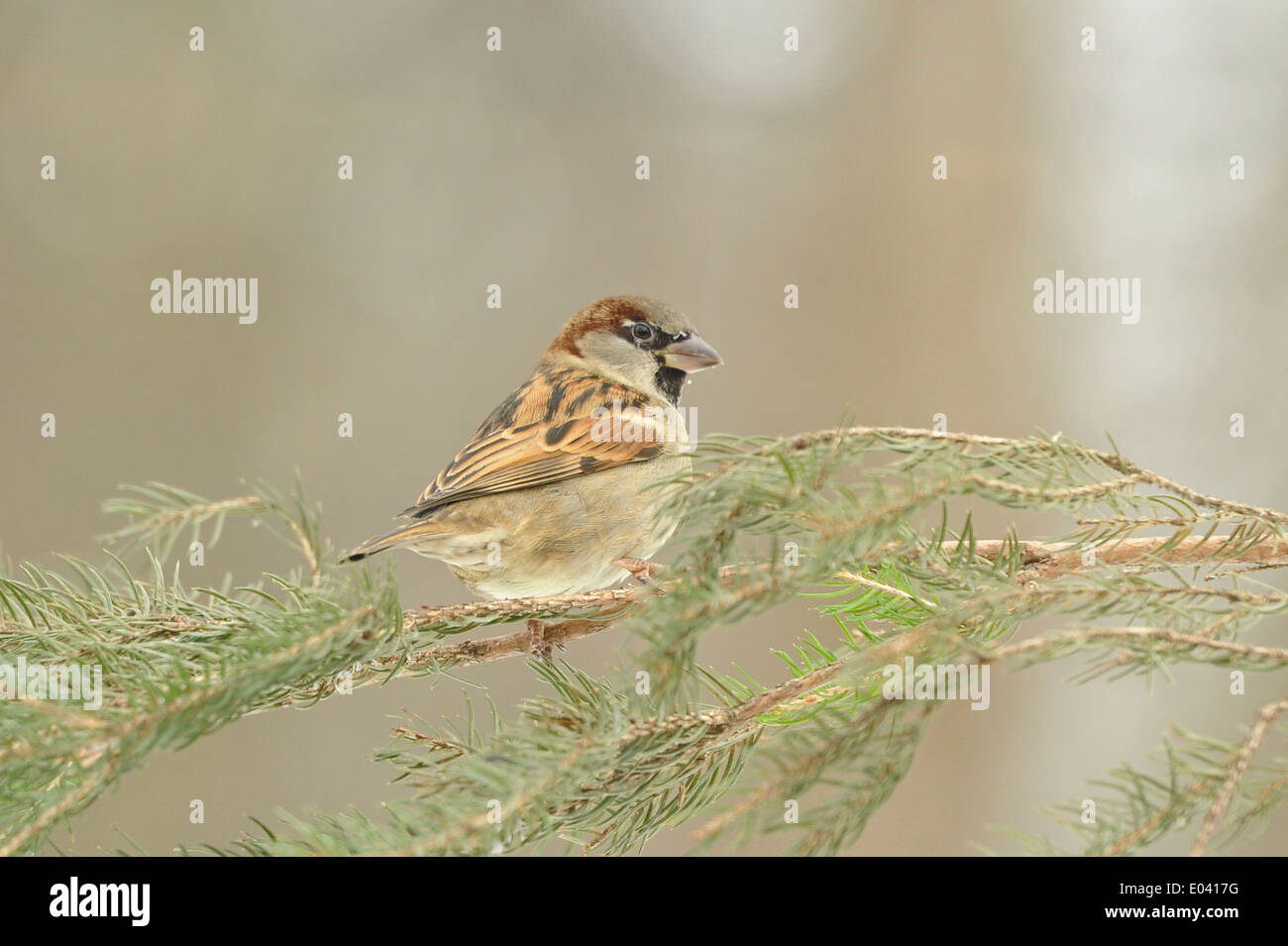 Profile of a Male Sparrow Stock Photo - Alamy