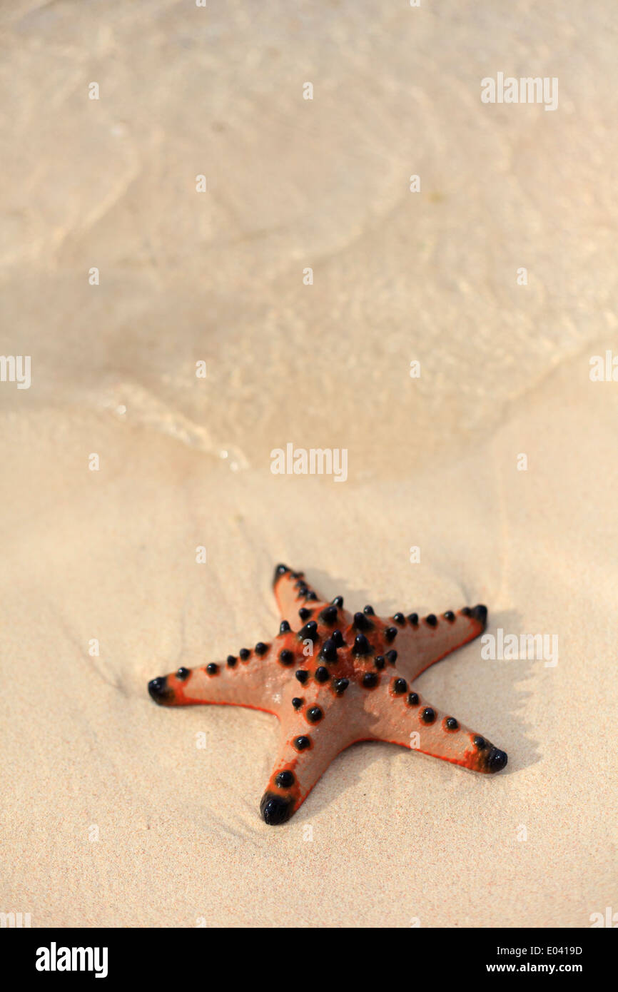Philippines, Palawan, Culion Island, Starfish Stock Photo - Alamy