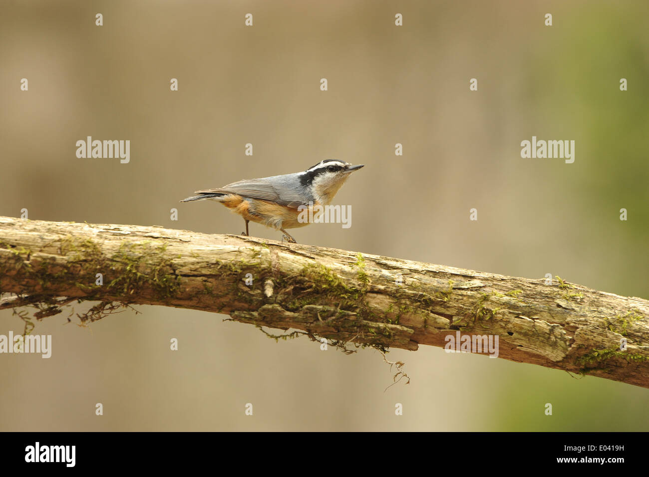 Red breasted nuthatch hi-res stock photography and images - Alamy