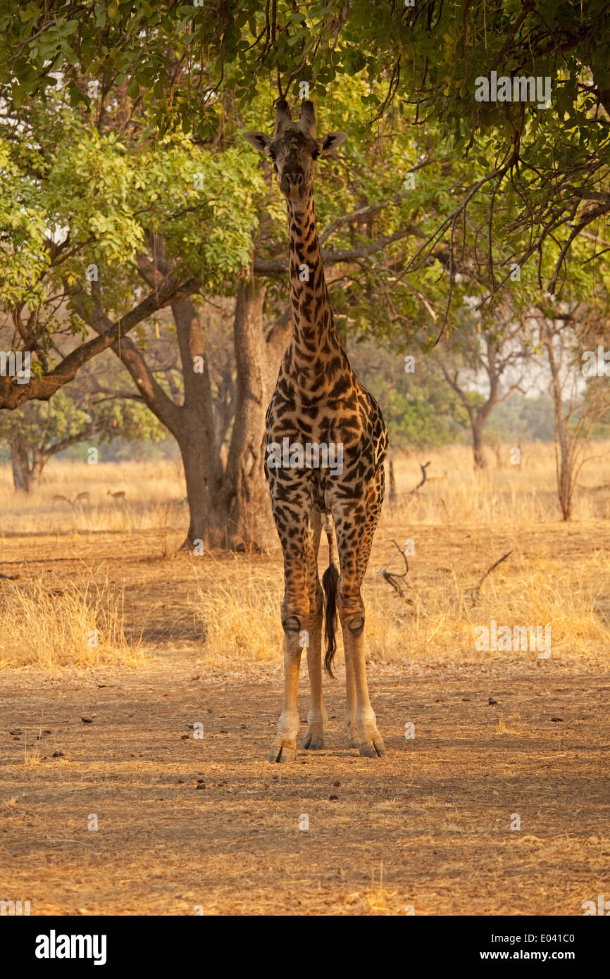 Thornicroft giraffe South Luangwa National Park Zambia Stock Photo - Alamy