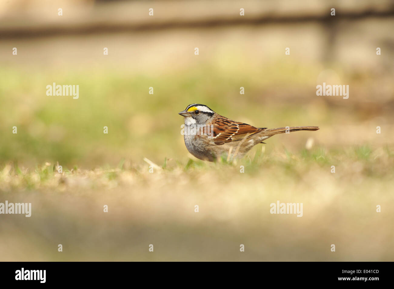 Small american sparrow hi-res stock photography and images - Alamy