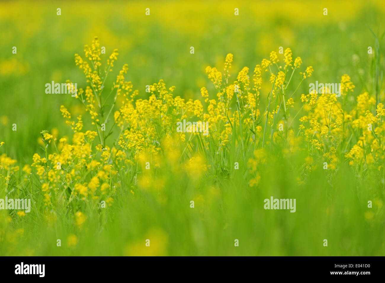 Yellow Field of Flowers Stock Photo - Alamy