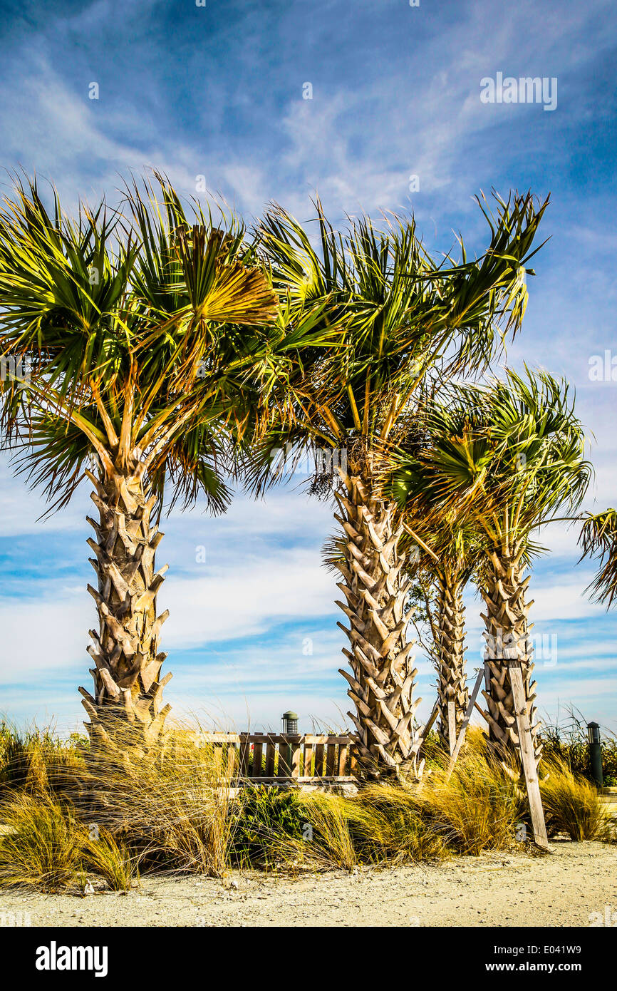 Native trees of florida hi-res stock photography and images - Alamy
