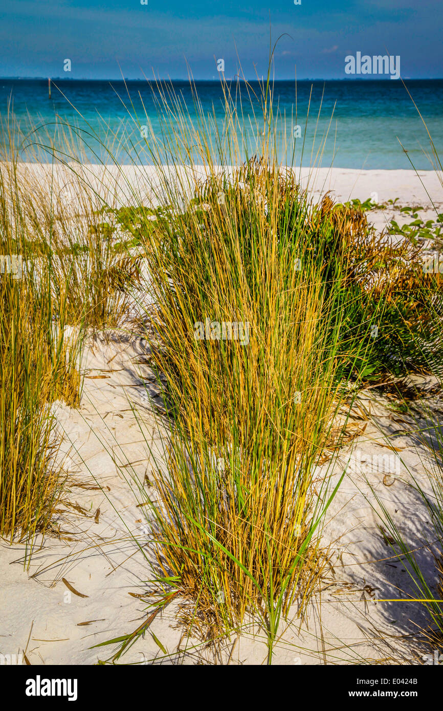 Native grasses hi-res stock photography and images - Alamy