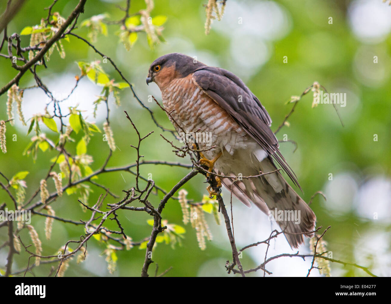 Male hawk hi-res stock photography and images - Alamy