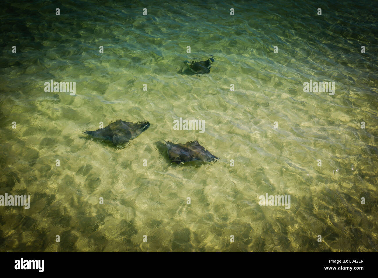 Underwater Manta Rays iin the warm waters of the Gulf of Mexico Stock ...