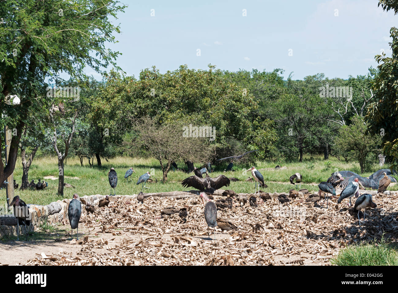 Food from animals hi-res stock photography and images - Alamy