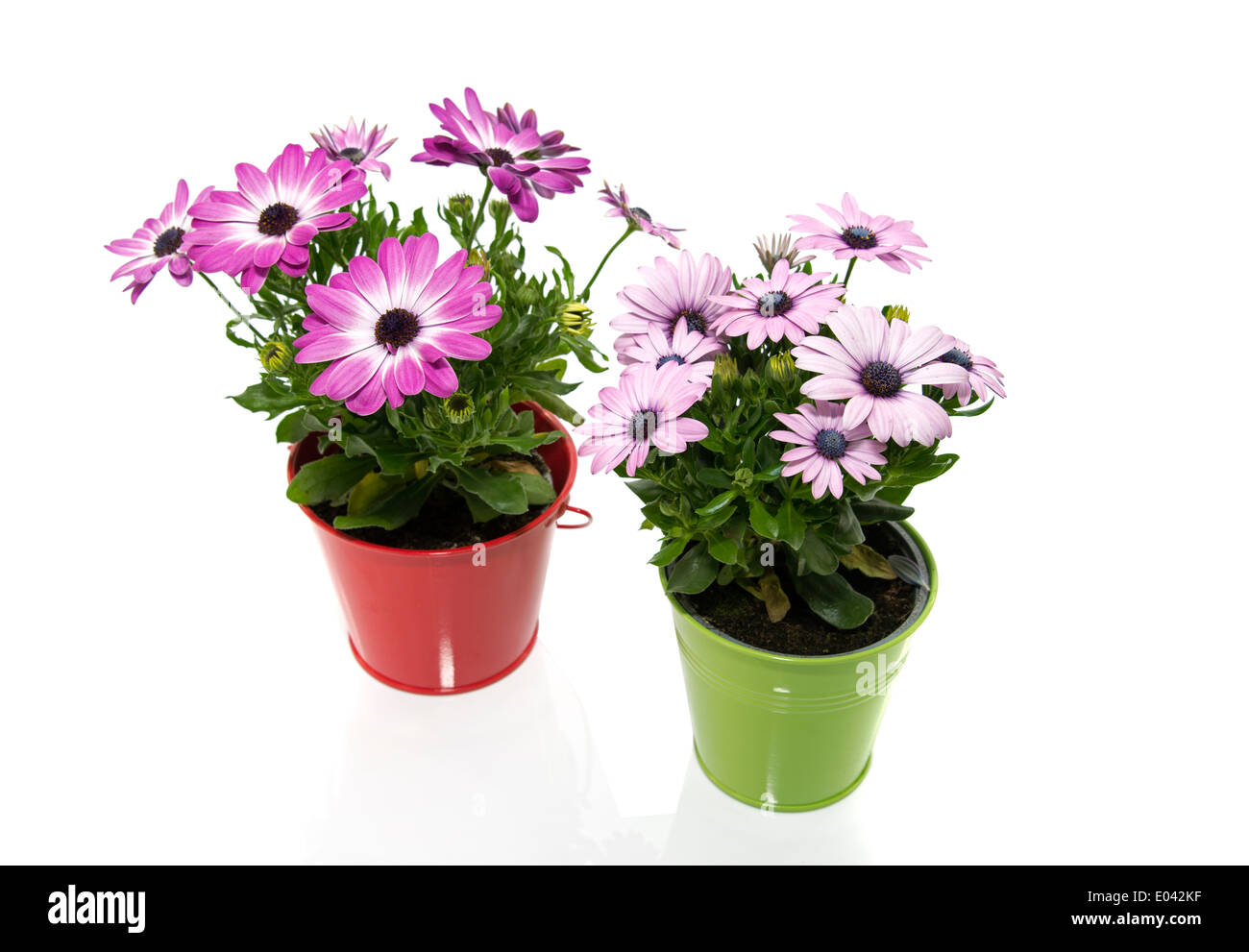 spanish daisy flowers in red and green bucket isolated on white Stock ...