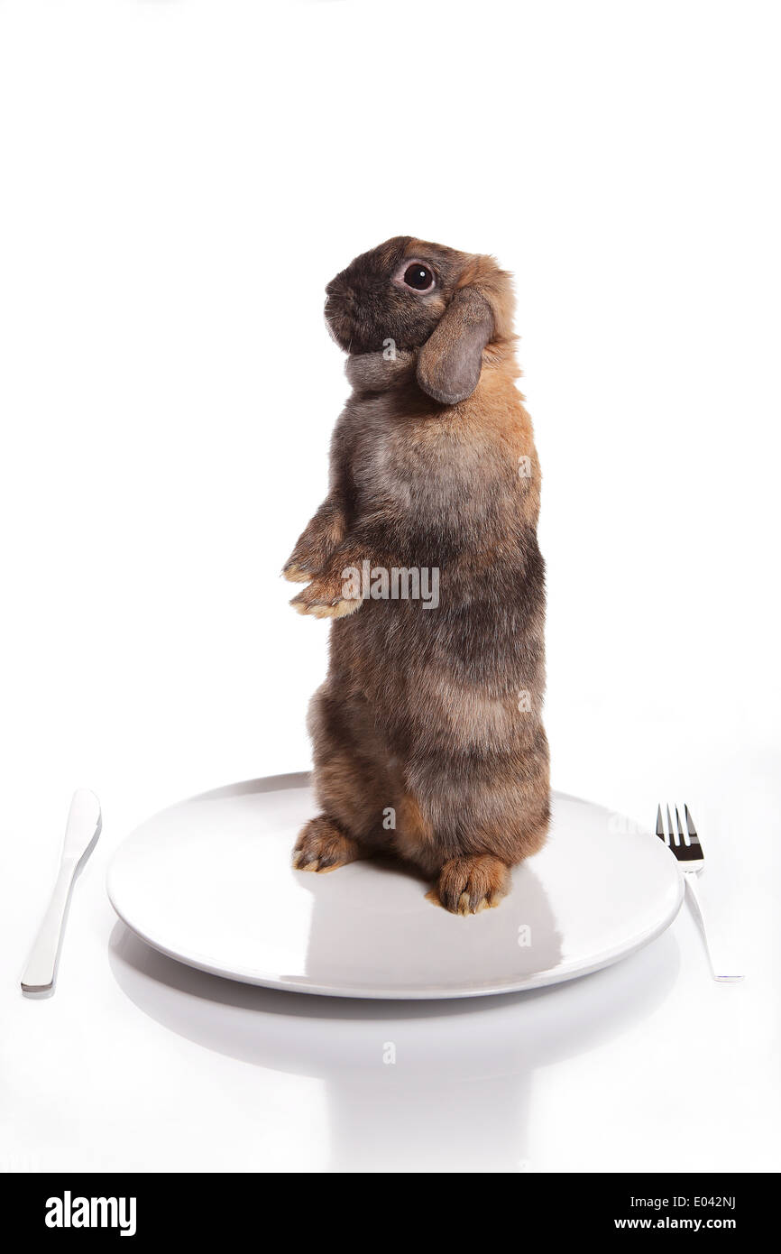 Rabbit on the plate Stock Photo - Alamy