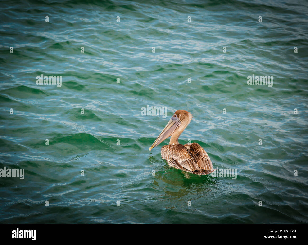 A Brown Pelican - A native of Florida and the Gulf of Mexico Stock ...