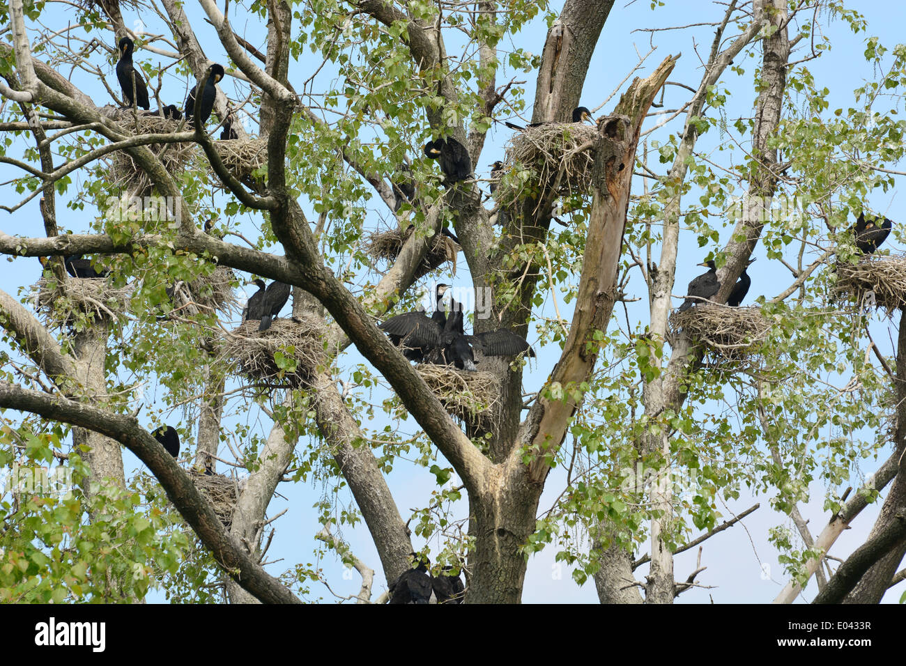 Cormorant family in nest hi-res stock photography and images - Alamy