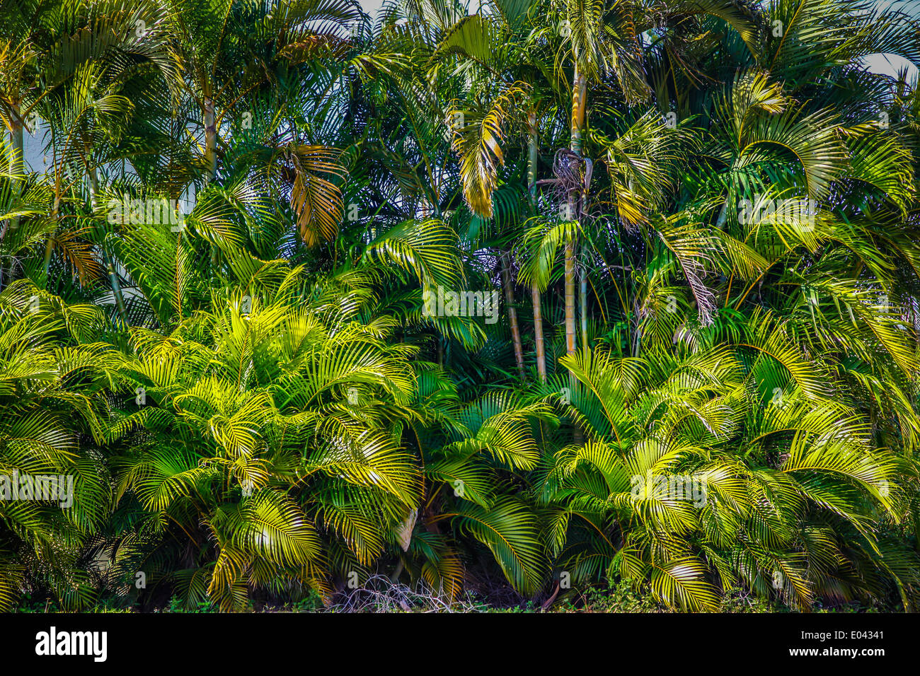 Royal palm trees hi-res stock photography and images - Alamy