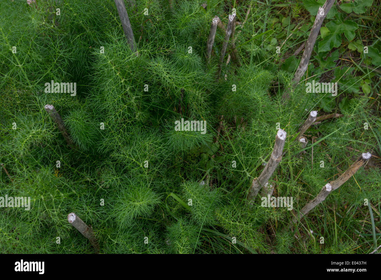 Common Fennel / Foeniculum vulgare - early year growth in sand dunes ...
