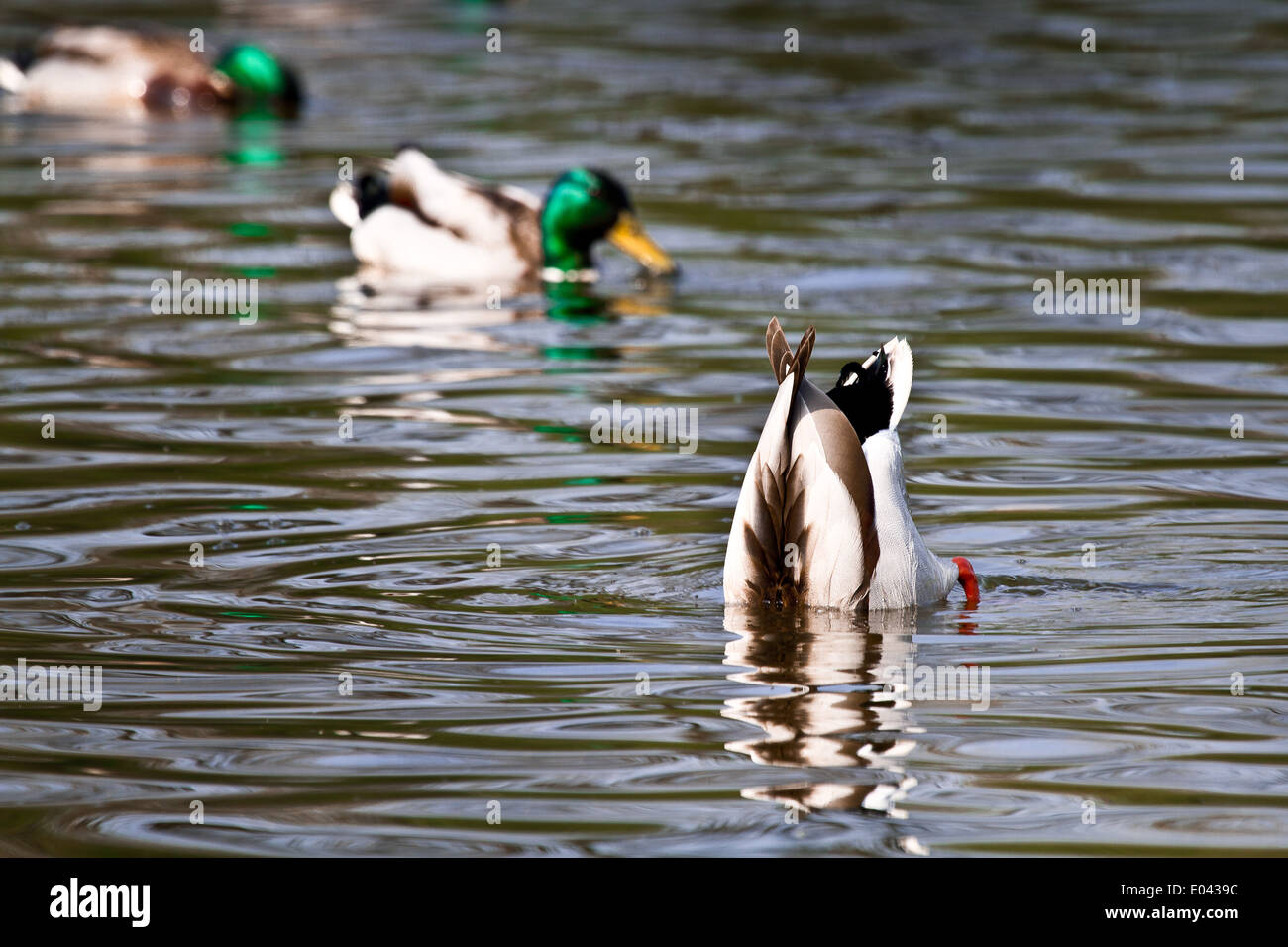 A Male Mallard duck hunting food in a tarn in Cumbria Stock Photo - Alamy