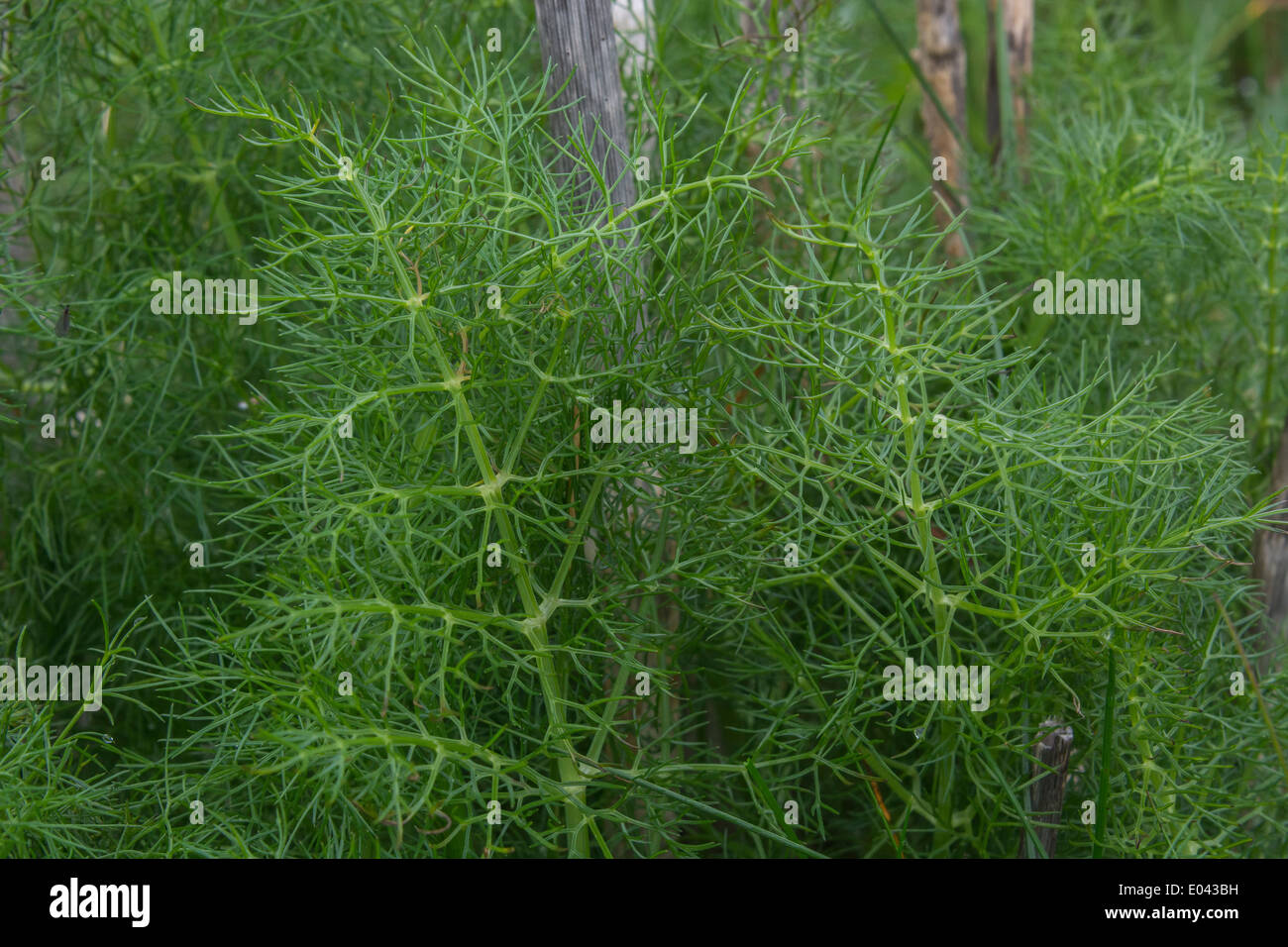 Coastal plants uk hi-res stock photography and images - Alamy